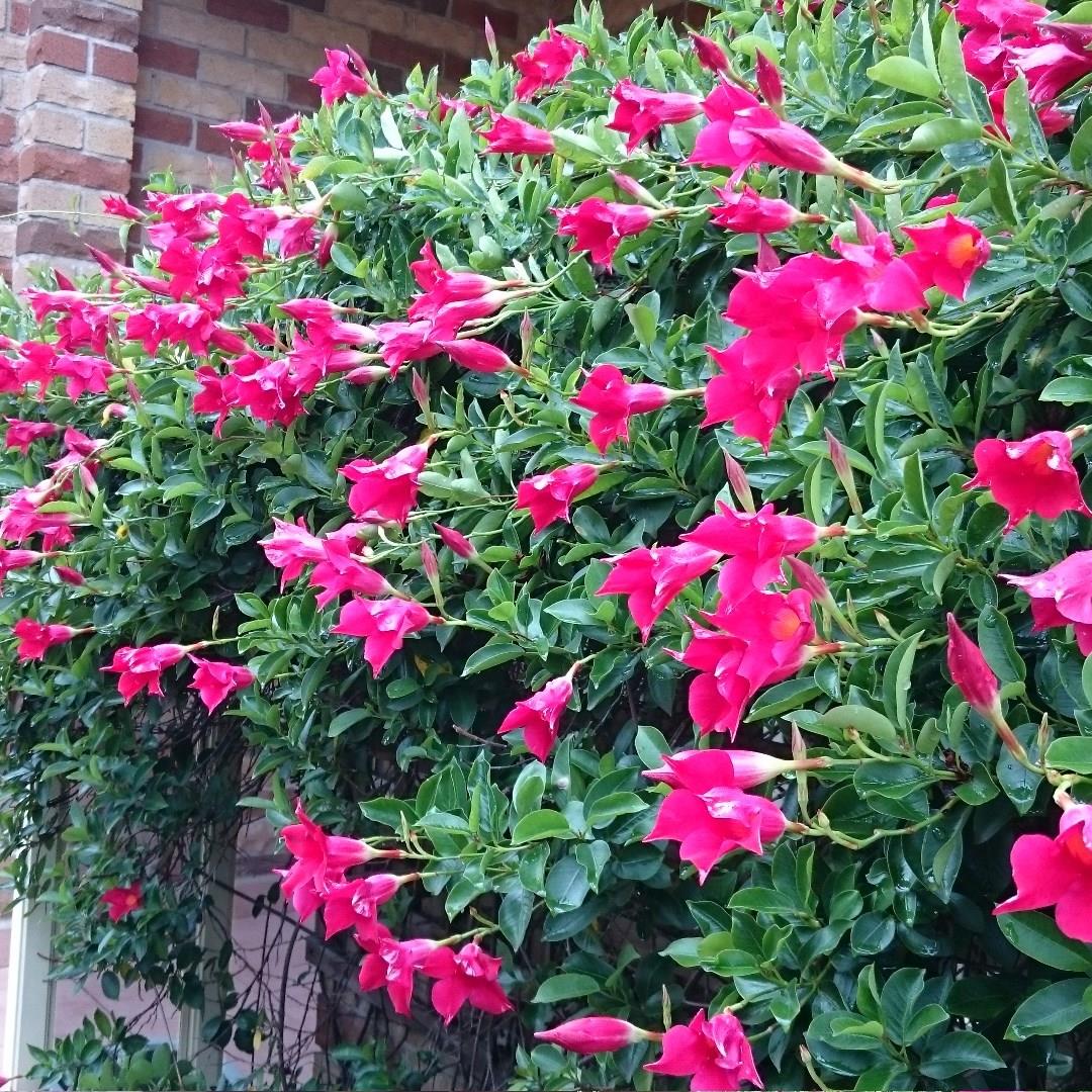 9 Tanaman Bunga di Halaman Rumah ini Nggak Kalah Cantik dengan Tabebuya