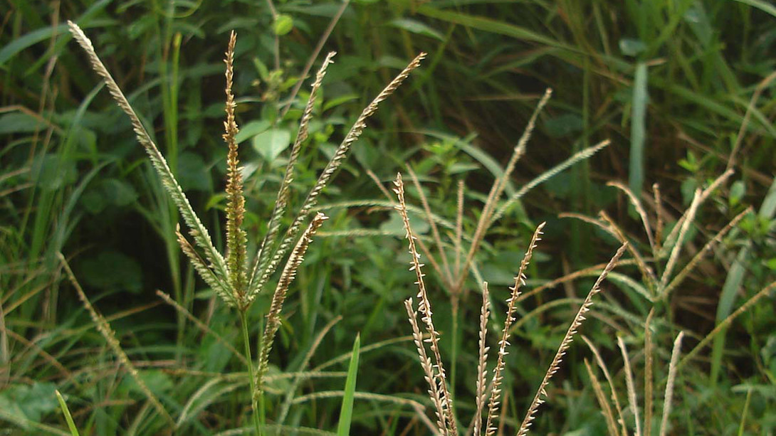 Sering Dianggap Gulma Jahat, Rumput Teki Ternyata Punya 6 Manfaat ...