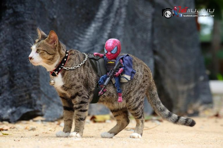 Begini Jadinya Ketika Spiderman dan Kucing Bersatu Menumpas Kejahatan ...