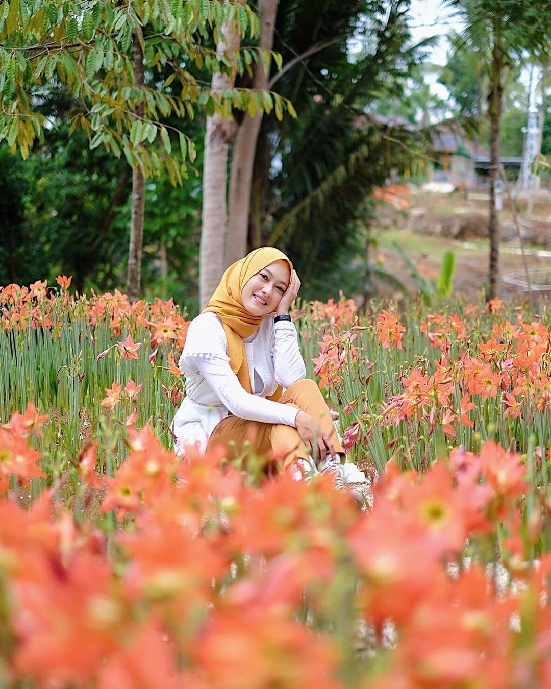 Asik Nih, Bunga Amarilis Gunungkidul Mulai Mekar. Saatnya Libur Tahun ...