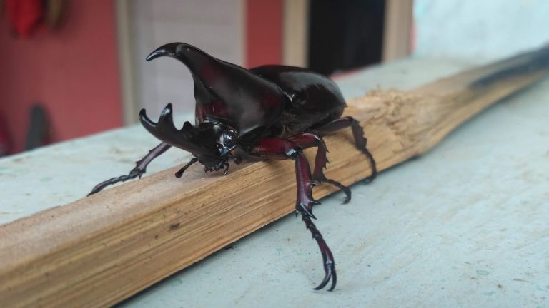 10 Hewan Malang yang Sering Jadi Korban Eksploitasi oleh Anak Kecil ...