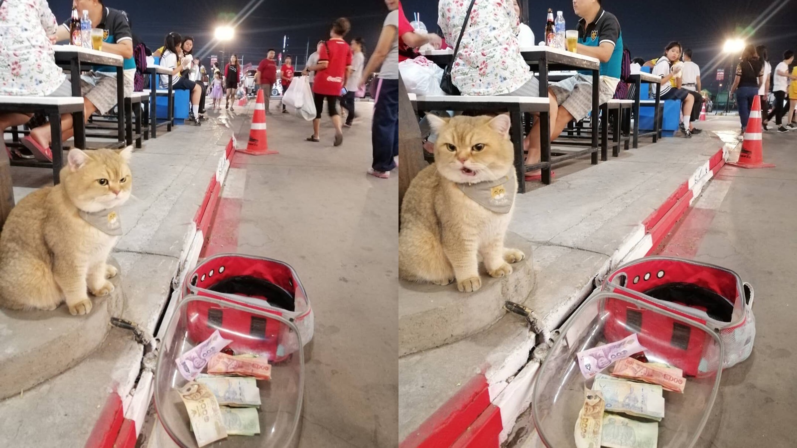 10 Jerih Payah Kucing Cari Uang demi Penuhi Kebutuhan Hidup. Untuk Masa ...