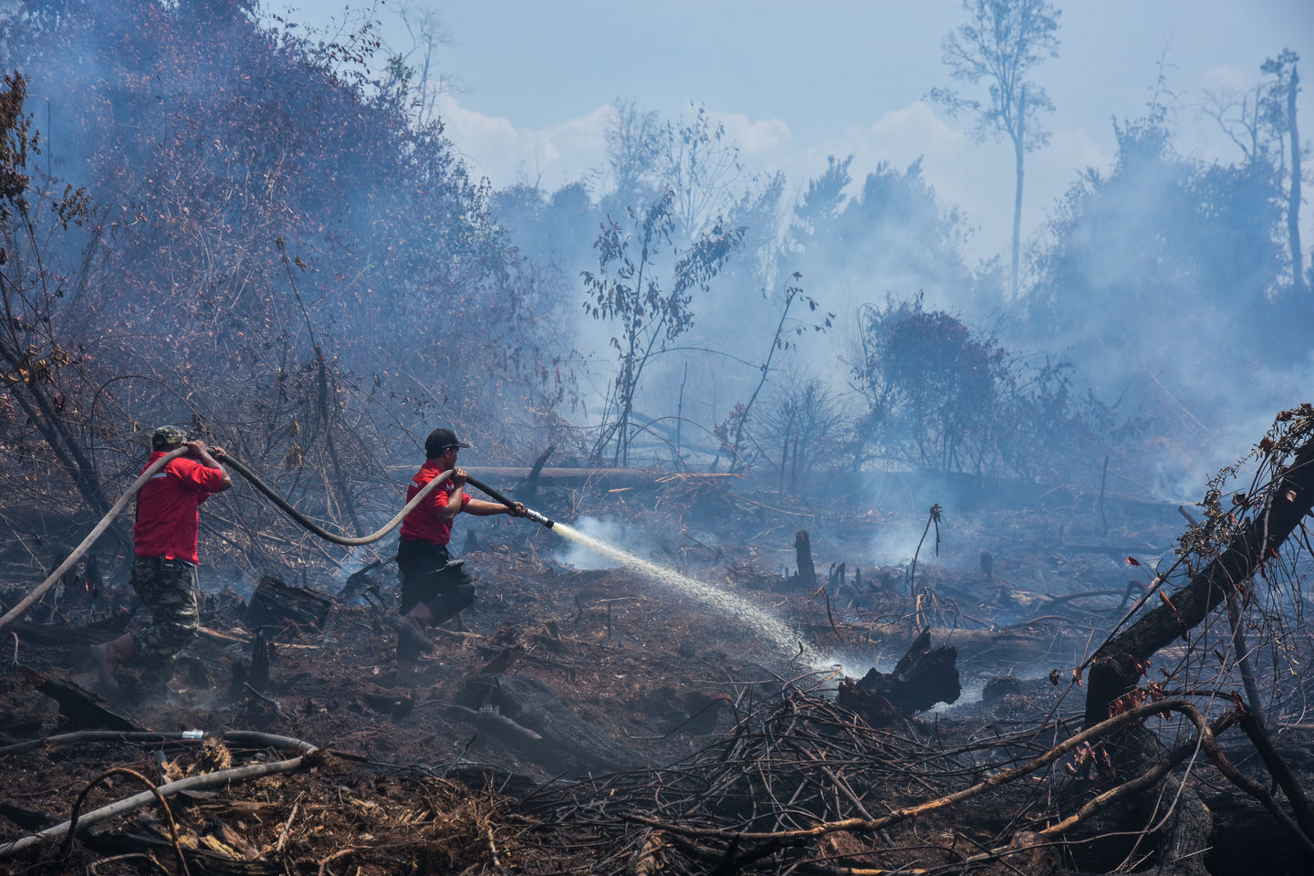 Kumpulan Potret Pilu Kebakaran Hutan Tahun 2019 di Indonesia. Tahun ...