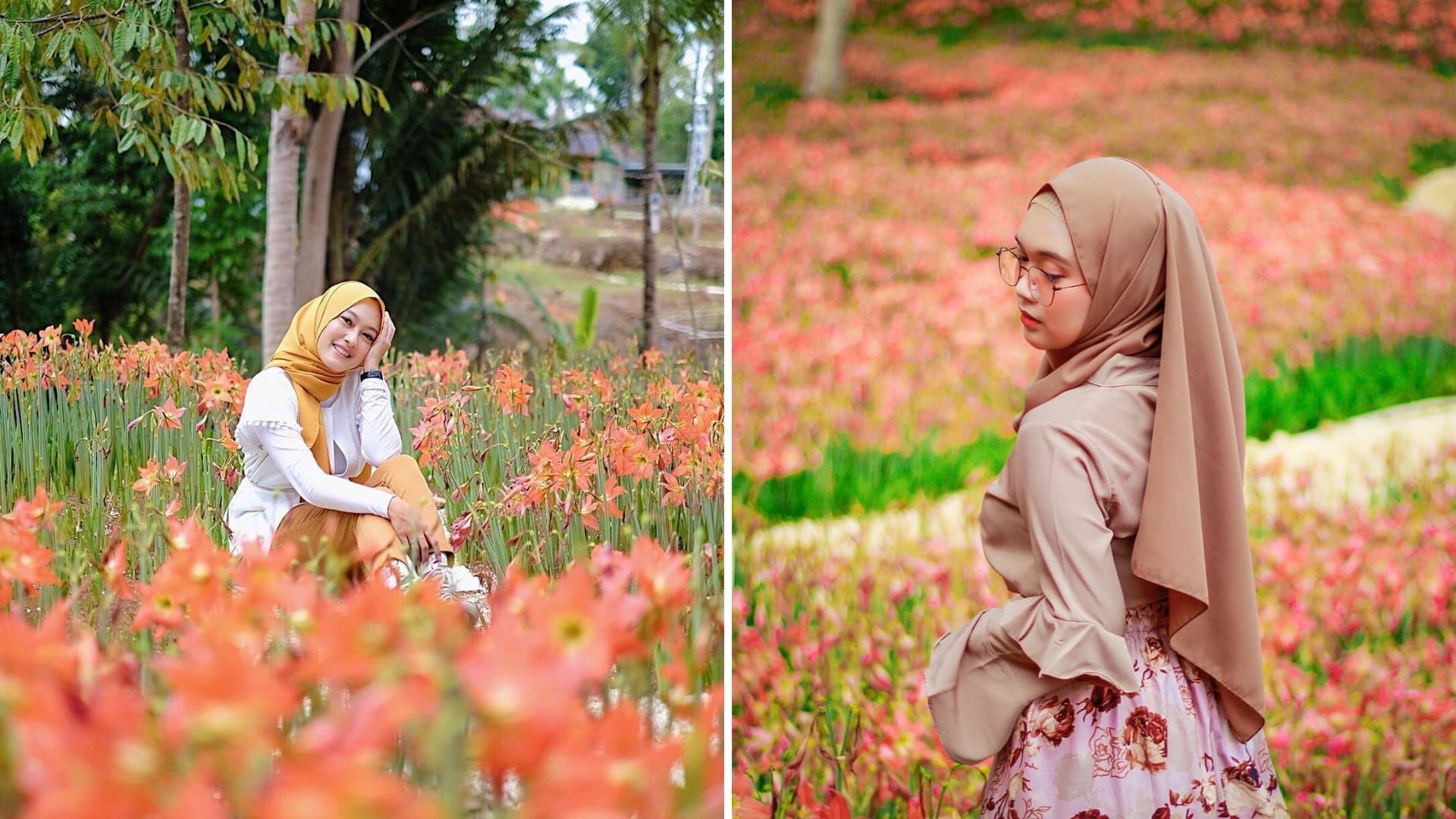 Asik Nih, Bunga Amarilis Gunungkidul Mulai Mekar. Saatnya Libur Tahun ...