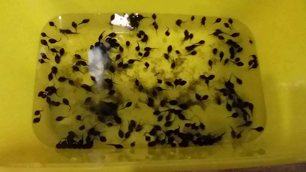 10 Hewan Malang yang Sering Jadi Korban Eksploitasi Anak Kecil. Padahal ...