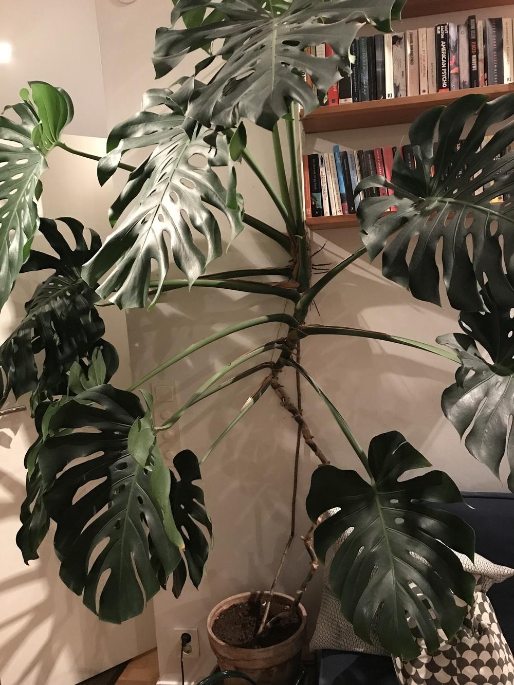 6 Cara Merawat Tanaman Monstera Indoor yang Mudah