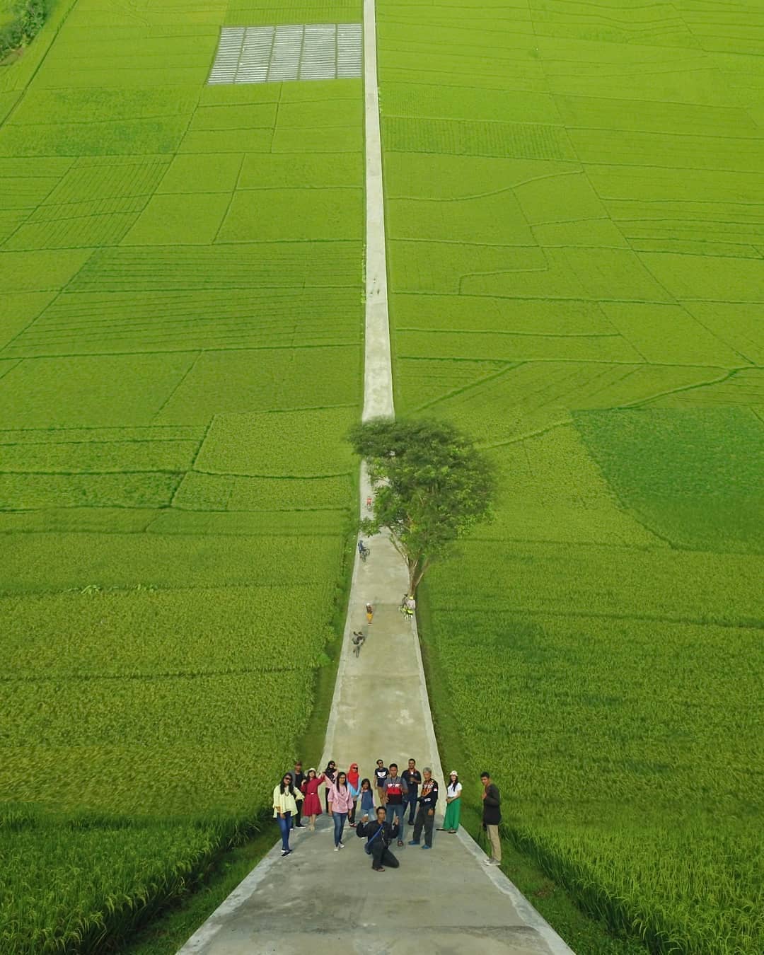 Viral, Indahnya Persawahan nan Hijau di Nanggulan Kulonprogo. Destinasi ...