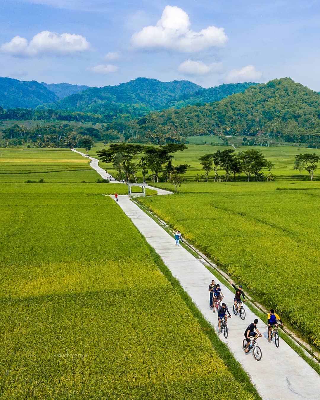 Viral, Indahnya Persawahan nan Hijau di Nanggulan Kulonprogo. Destinasi ...