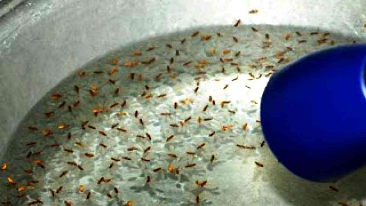 DIY Perangkap Serangga Rumahan yang Mudah Dibuat. Lalat, Nyamuk, dan ...