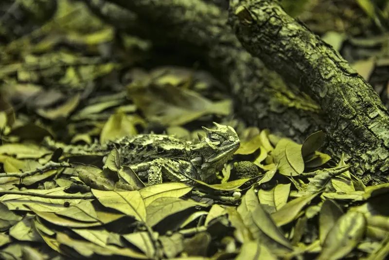 Cek Seberapa Jeli Penglihatanmu atas 9 Kamuflase Hewan ini. Mumpung ...