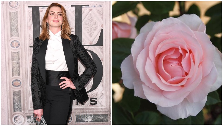 Nggak Banyak yang Tahu, Penamaan 10 Jenis Bunga ini Terinspirasi dari ...