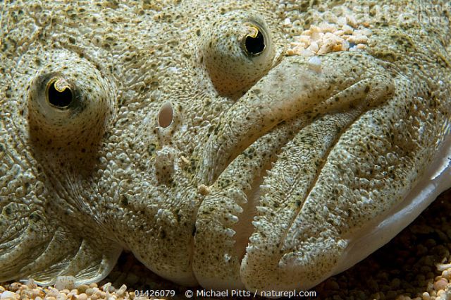 Jadi Hidangan di Masterchef Indonesia, Begini 10 Fakta Unik Ikan Turbot ...