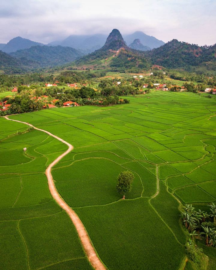 Indahnya Persawahan Bantar Kuning di Cirau, Bogor. Hamparan nan Hijau ...