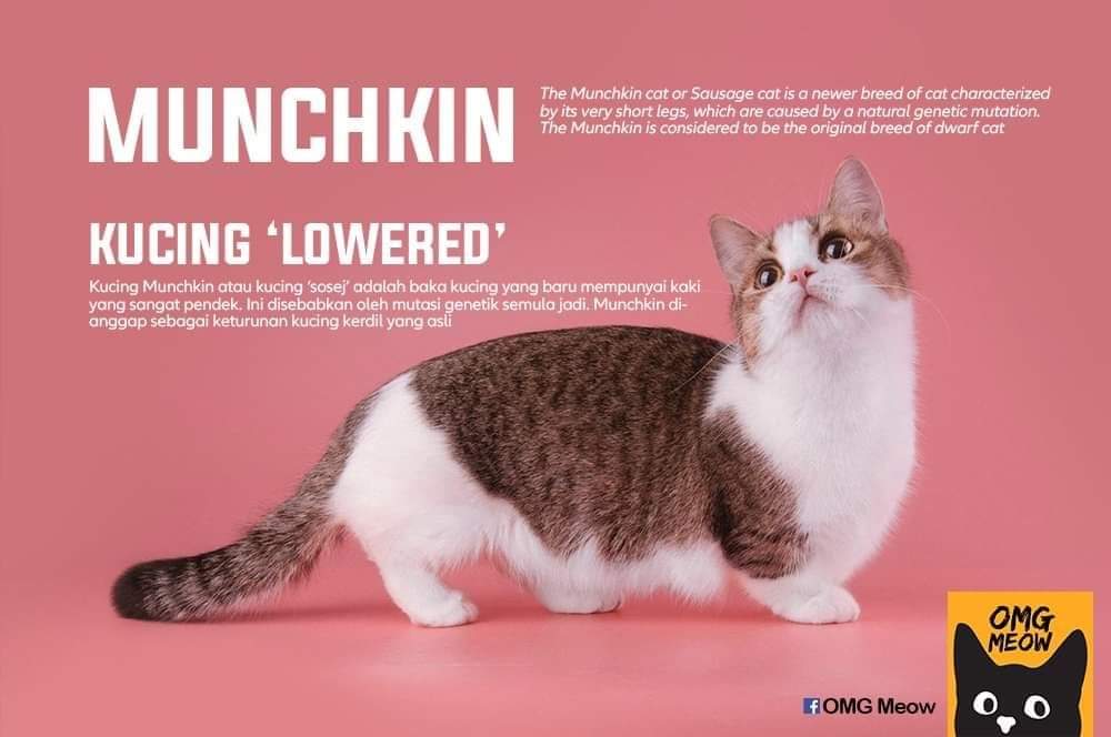 Dari Lokal Sampai Bule, Inilah 10 Jenis Kucing yang Perlu Kamu Ketahui ...