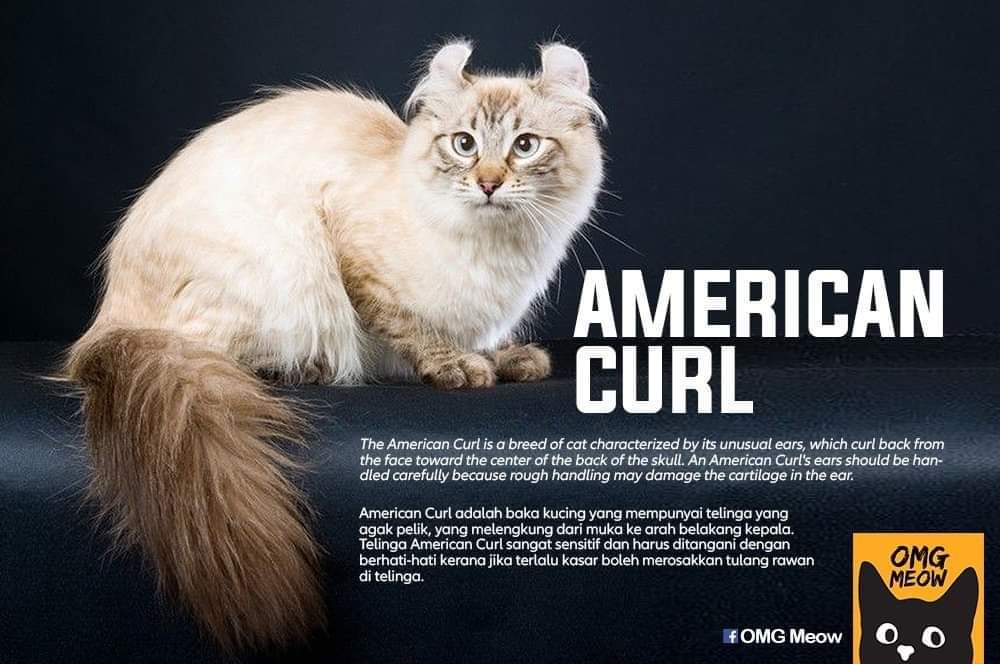 Dari Lokal Sampai Bule, Inilah 10 Jenis Kucing yang Perlu Kamu Ketahui ...