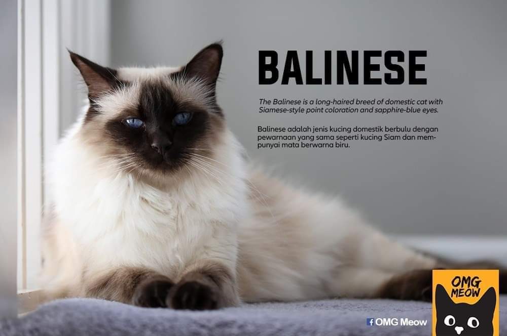 Dari Lokal Sampai Bule, Inilah 10 Jenis Kucing yang Perlu Kamu Ketahui ...