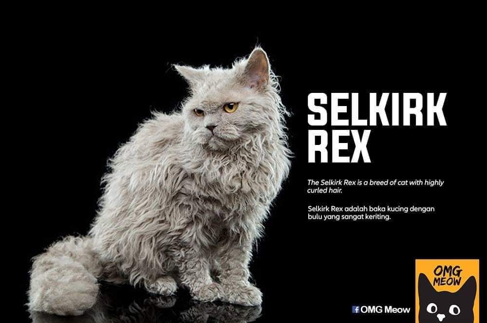 Dari Lokal Sampai Bule, Inilah 10 Jenis Kucing yang Perlu Kamu Ketahui ...