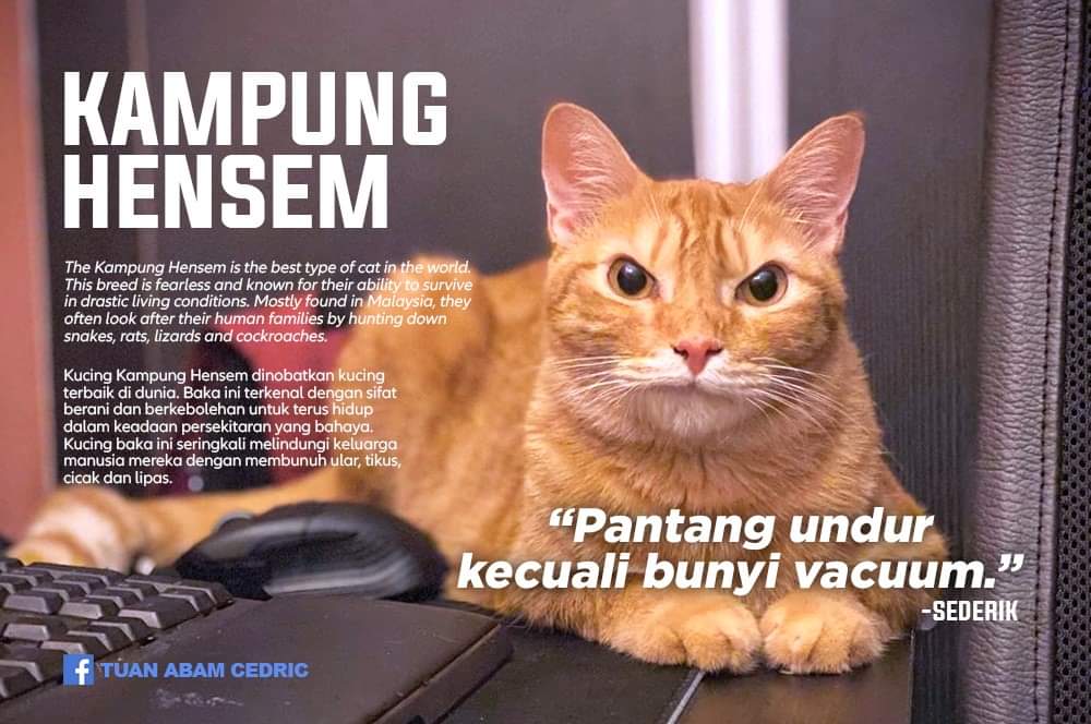 Dari Lokal Sampai Bule, Inilah 10 Jenis Kucing yang Perlu Kamu Ketahui ...