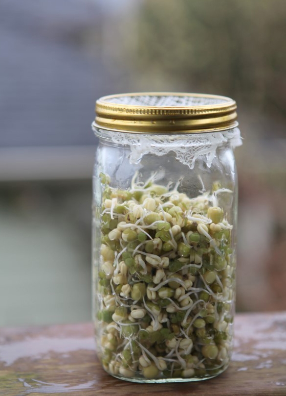 Langkah Praktis Menanam Taoge Pakai Botol Air Mineral Bekas. Lima Hari ...