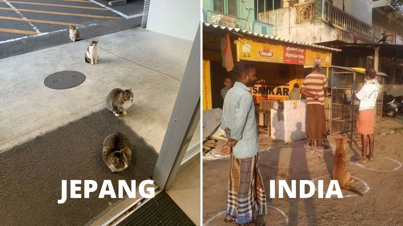 10 Potret Social Distancing yang Dilakukan Hewan dari Berbagai Negara ...