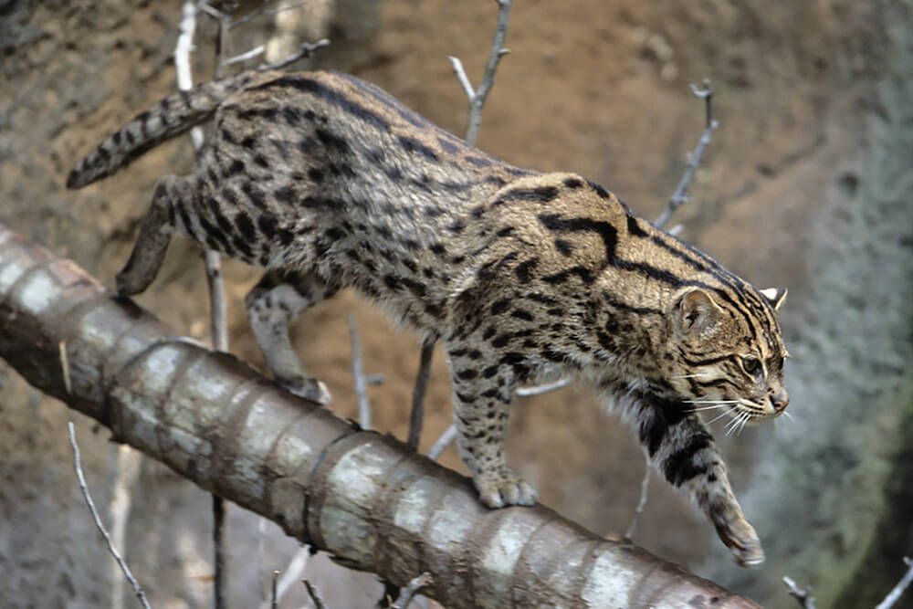 5 Fakta Menarik Soal Fishing Cat, Kucing Langka yang Nggak Takut sama ...