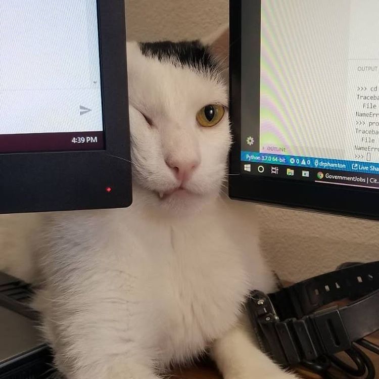 10 Potret Kucing Caper ke Majikan yang Lagi Kerja. Sabar dong, Nanti ...