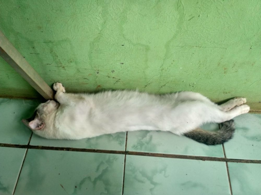 10 Foto Nyebelin Kucing Lagi Rebahan. Nggak Bisa Dibantah Kalau Mereka ...