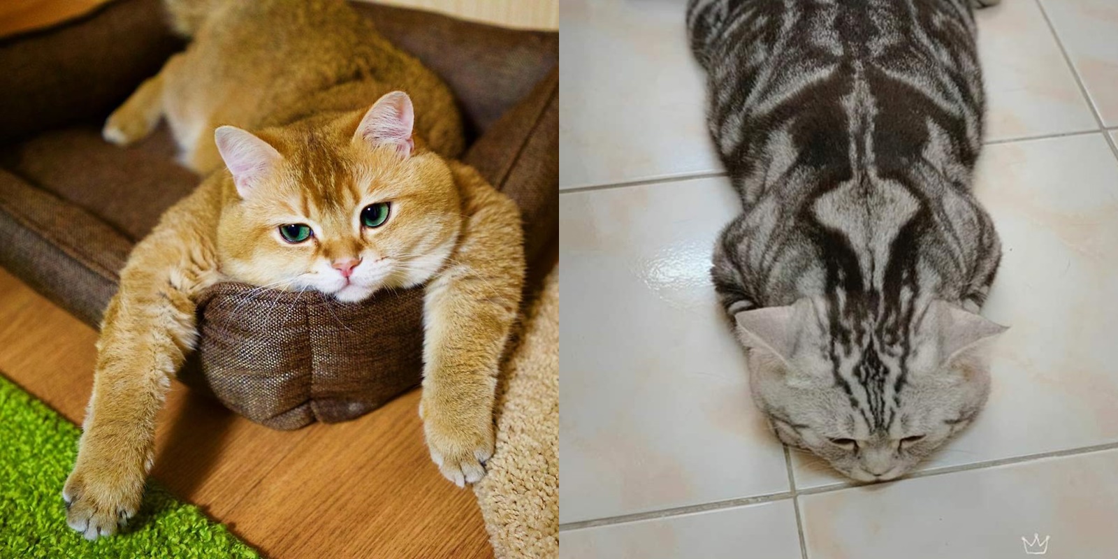 10 Foto Nyebelin Kucing Lagi Rebahan. Nggak Bisa Dibantah Kalau Mereka ...