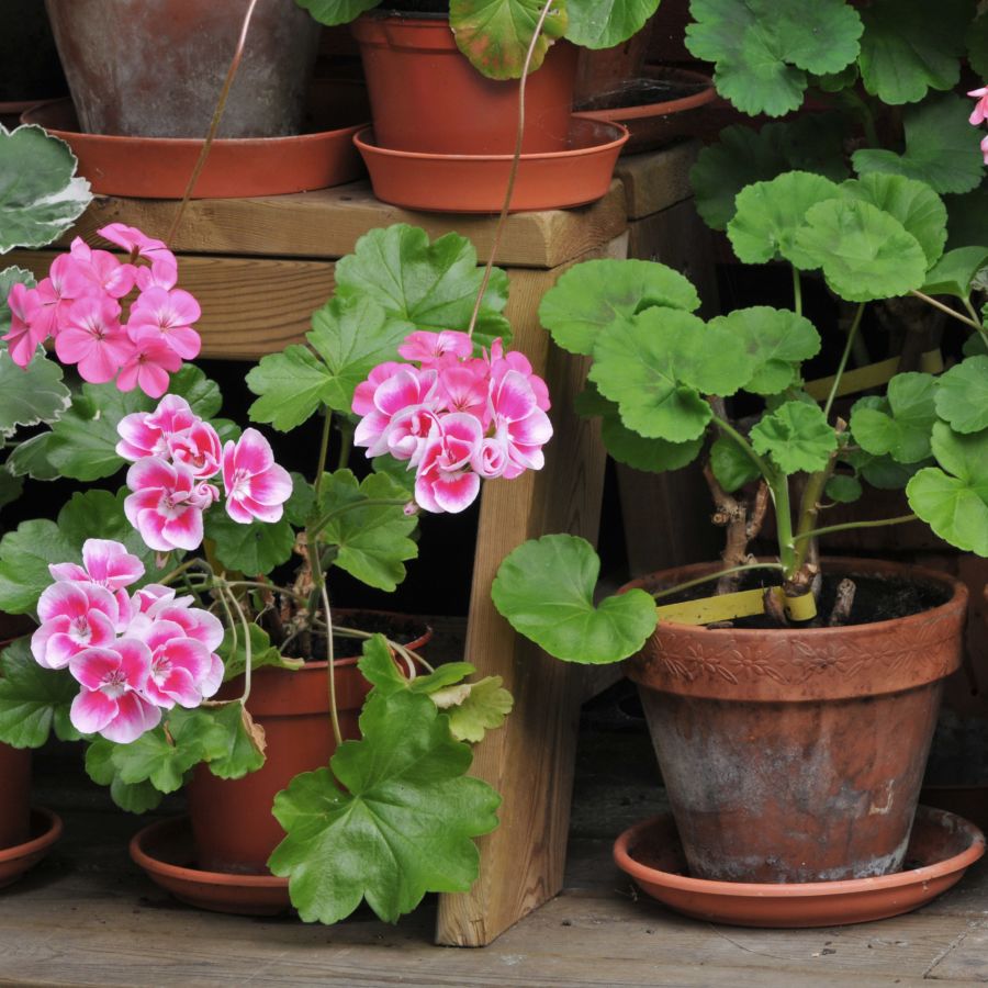 11 Tanaman Pengusir Nyamuk yang Bikin Cantik Rumahmu. Nggak Perlu Gosok ...