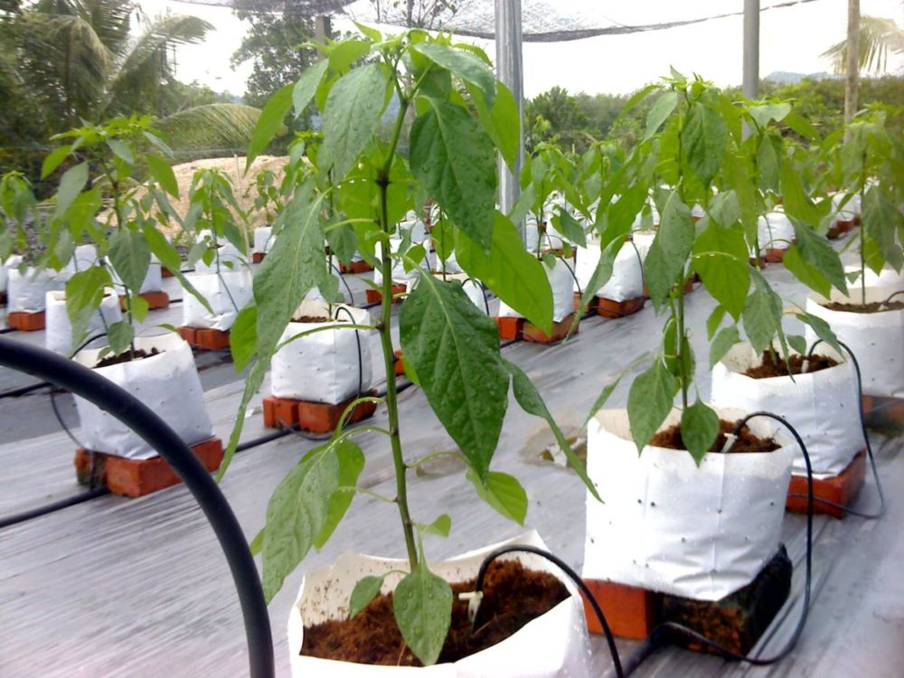 5 Tanaman Hidroponik yang Cepat Panen Plus Cara Merawatnya. Gampang dan Cocok untuk Pemula