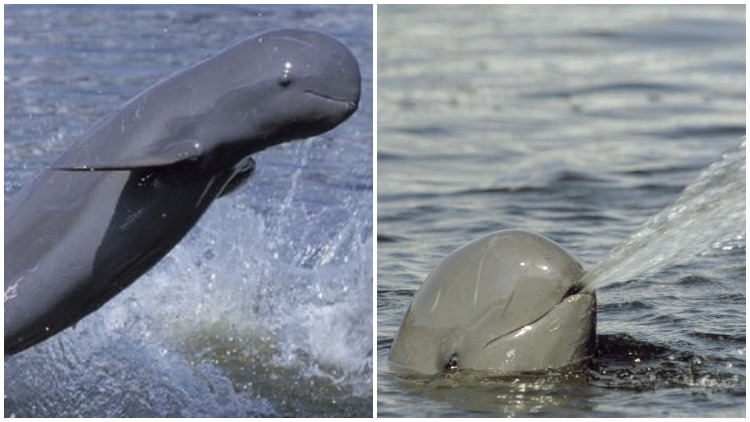 Ramai Pembahasan Pesut Mahakam Di Sosial Media, Ini lho Fakta-fakta ...