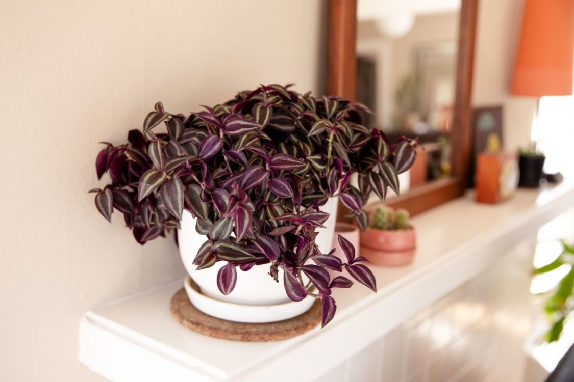 10 Jenis Tanaman Hias Gantung Buat Indoor & Outdoor