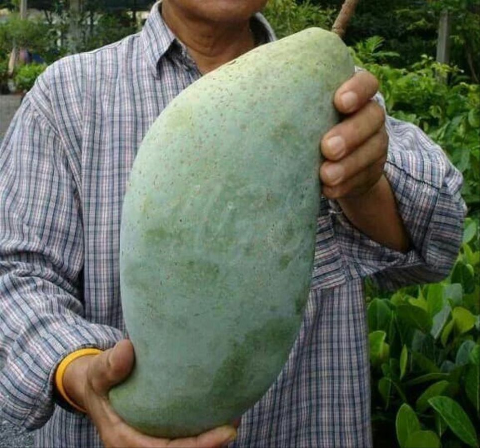 6 Ciri-ciri Buah Mangga Masak Pohon dan Bukan Karbitan. Lebih Manis ...