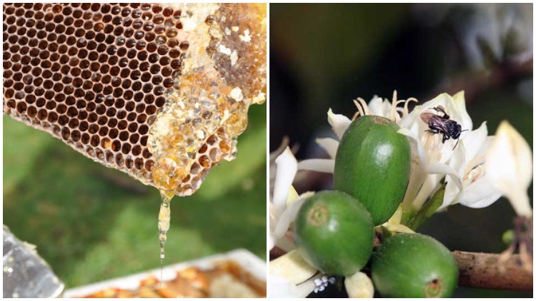 Serupa tapi Nggak Sama, ini 5 Jenis Madu Indonesia dan Ragam Manfaatnya ...