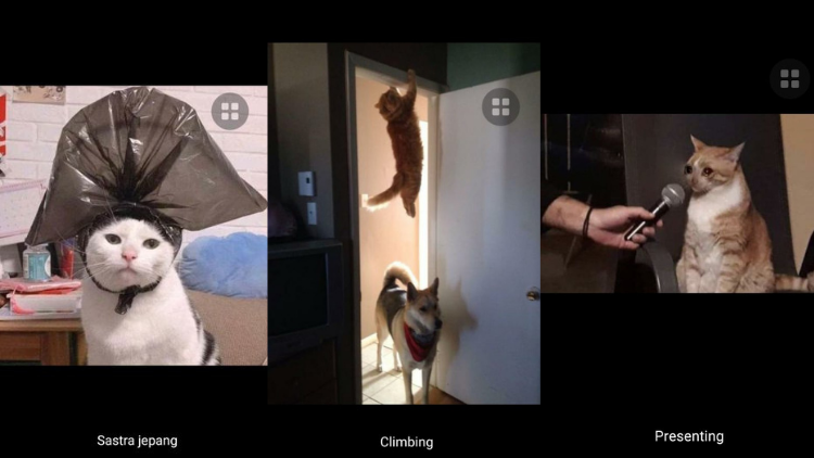 Beginilah Jadinya Kalau Ada Kampus buat Kucing. Please Welcome ...