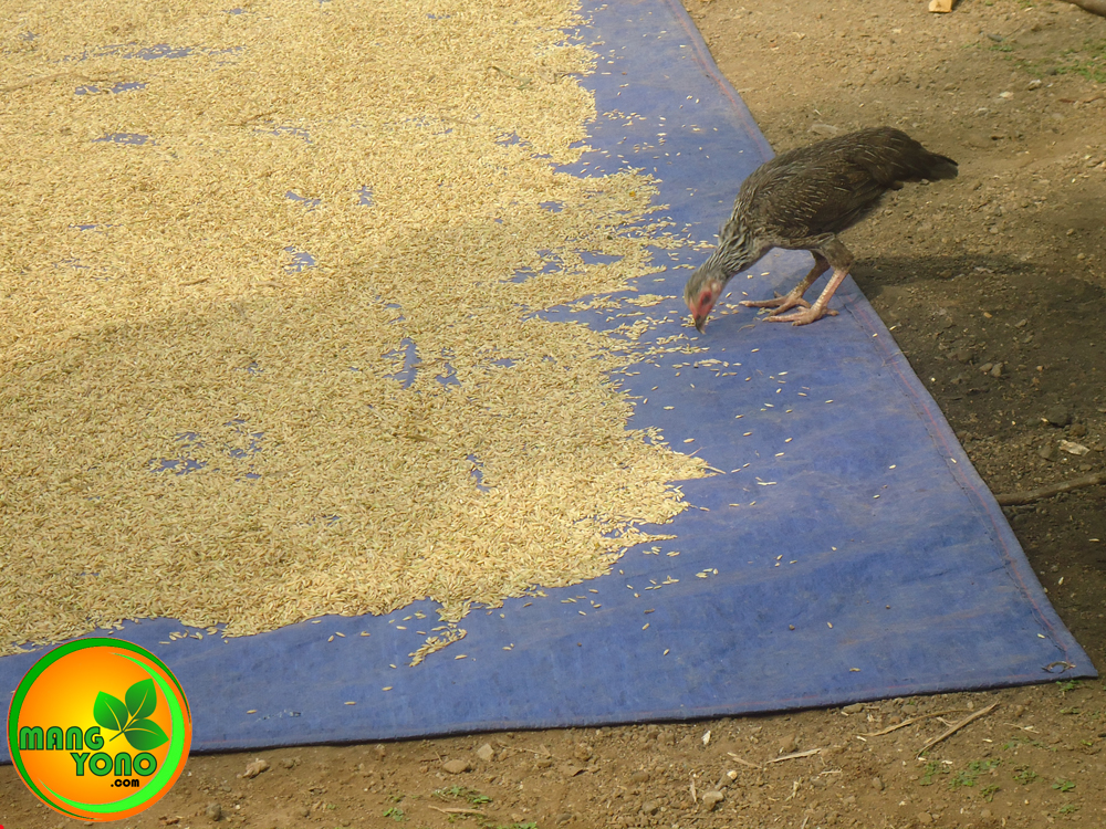 10 Potret Kocak Mukbang Ala Hewan. Ternyata Nggak Cuma Manusia yang ...