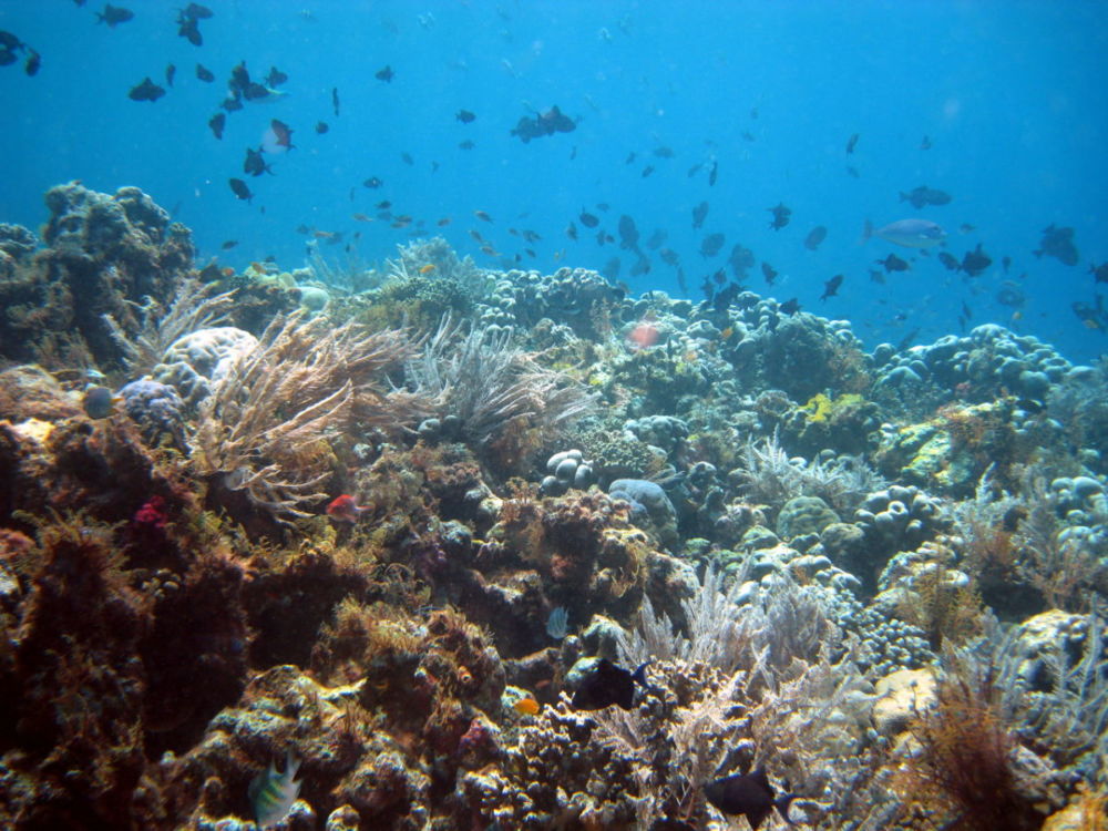UNESCO Tetapkan 3 Kawasan di Indonesia Sebagai Cagar Biosfer Baru. Apa ...