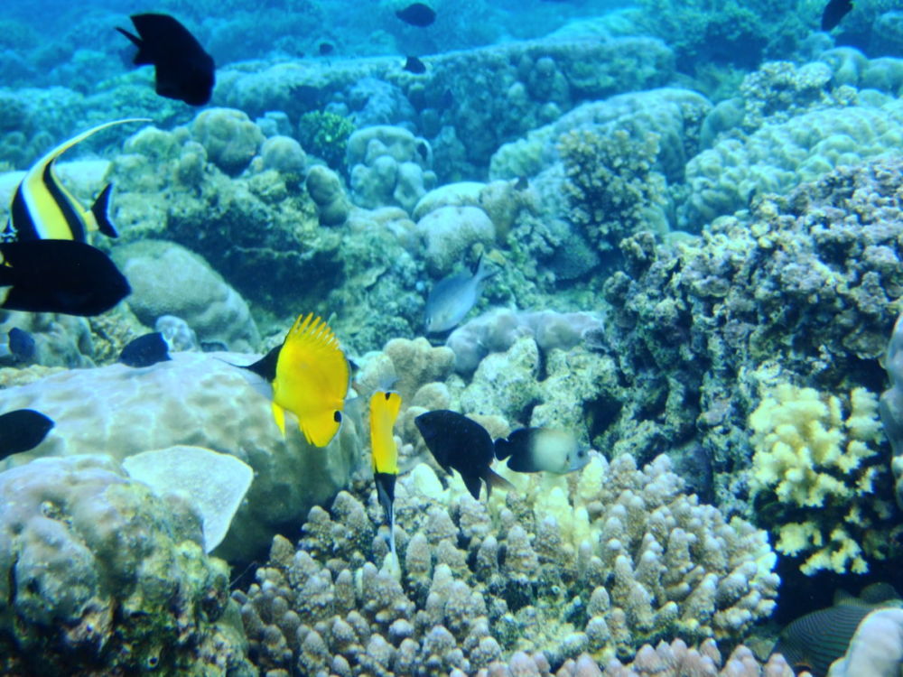 UNESCO Tetapkan 3 Kawasan di Indonesia Sebagai Cagar Biosfer Baru. Apa ...