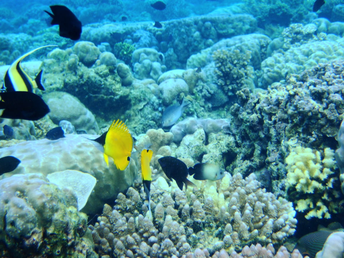 UNESCO Tetapkan 3 Kawasan di Indonesia Sebagai Cagar Biosfer Baru. Apa ...