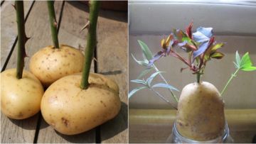Cara Menanam Bunga Mawar dengan Setek Batang pada Umbi Kentang