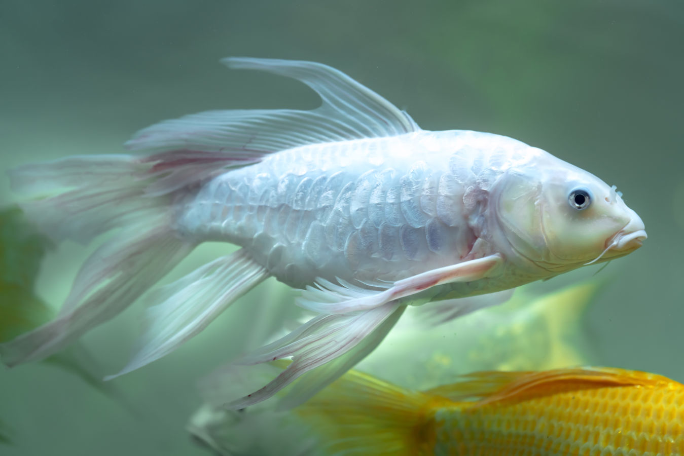 10 Jenis Ikan Koi Terbaik yang Punya Corak dan Bentuk Unik. Mahal atau ...