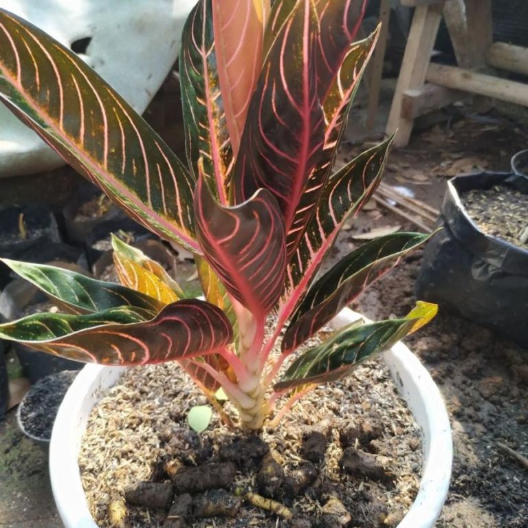 7 Jenis Bunga Aglonema yang Kerap Jadi Rebutan. Cantik Warnanya, Pantas ...