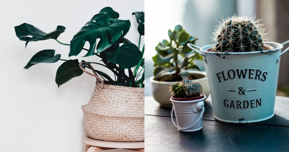 Alternatif Pot untuk Tanaman Hias di Rumah. Pakai Pot Biasa, Bosah ah~