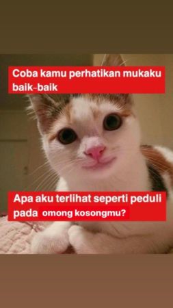 10+ Meme Kucing Paling Absurd yang Layak Disave