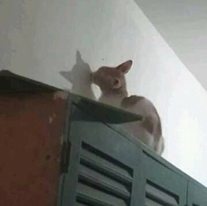 10+ Meme Kucing Paling Absurd yang Layak Disave