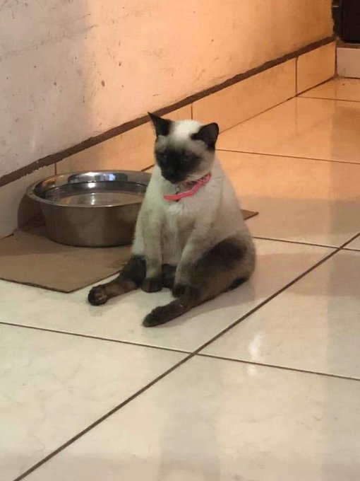 10+ Meme Kucing Paling Absurd yang Layak Disave