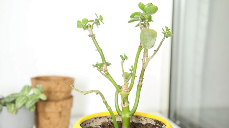 Kumpulan Artikel Tanaman Sehat