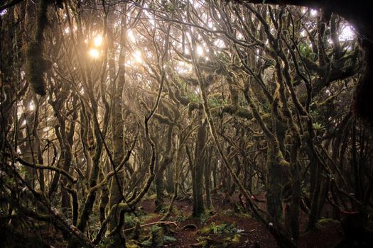 #WisataFilipina-Keunikan Dulang-Dulang Mossy Forest. Kalian Wajib ke ...