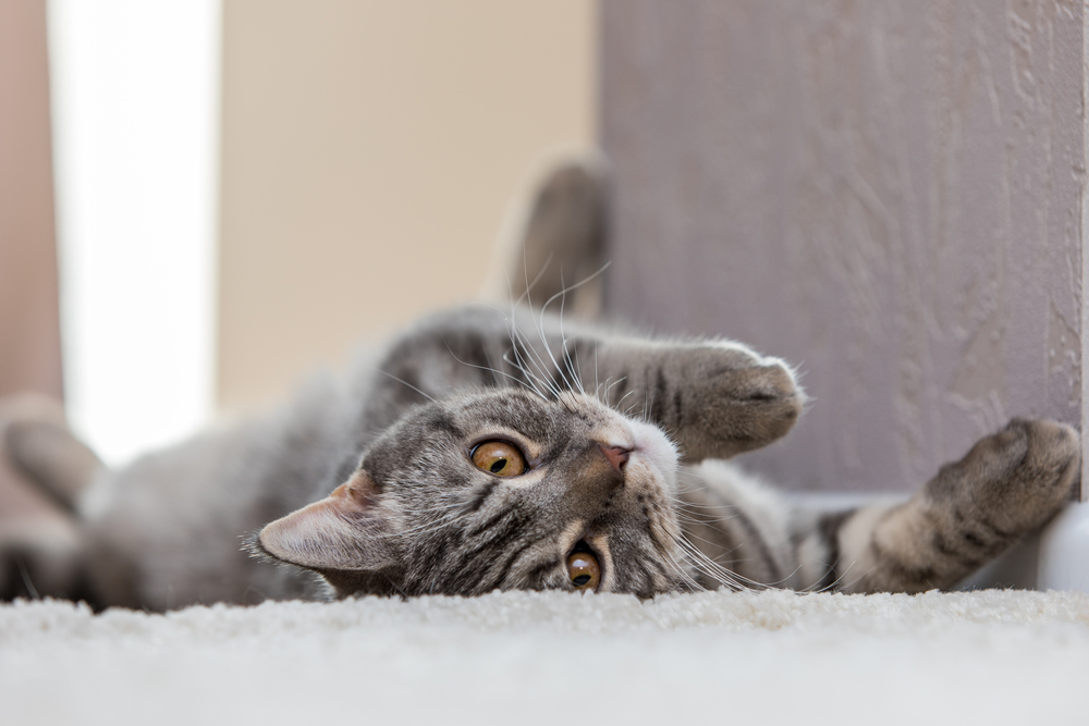 14 Bahasa Tubuh Kucing ini Ada Maksudnya. Sudahkah Kamu Memahaminya?