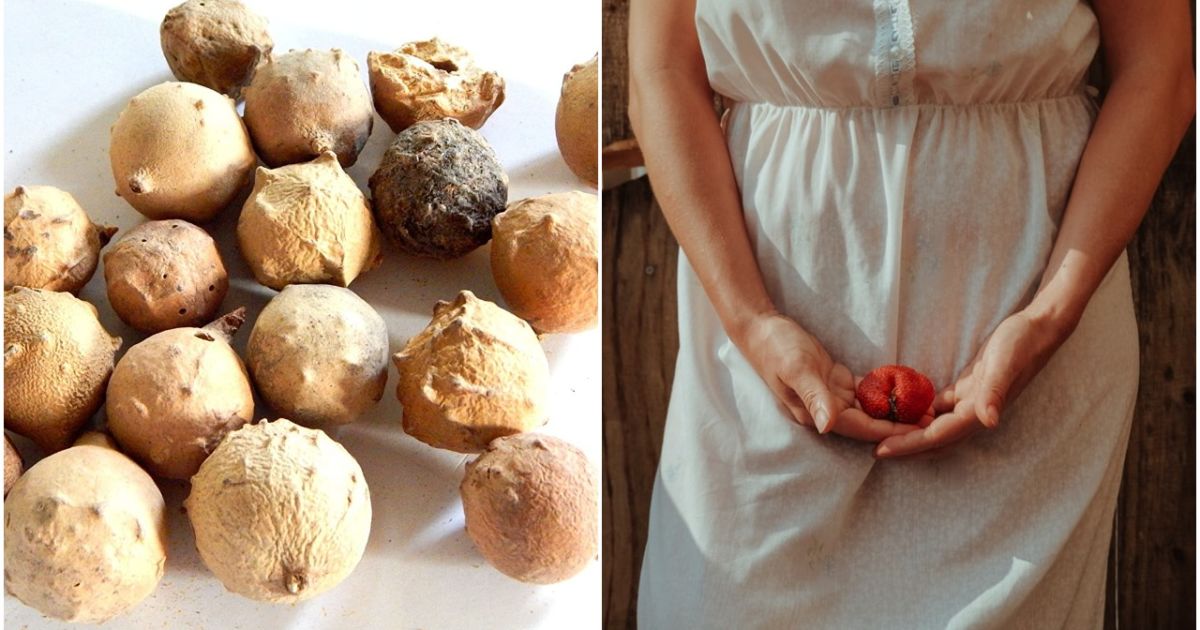 Mengulik Khasiat Manjakani yang Katanya Bisa Bikin Rapat Miss V. Simak ...